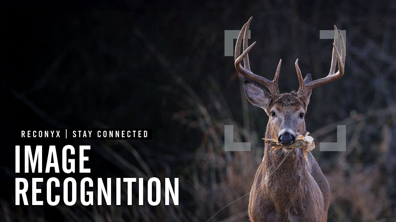How to use Image Recognition - YouTube