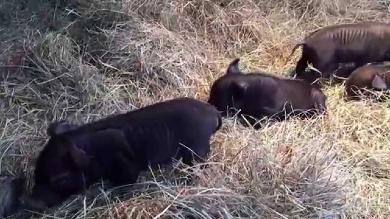 American Guinea Hogs (AGH): 6 Piglets for 6 minutes! WARNING: Maximum ...