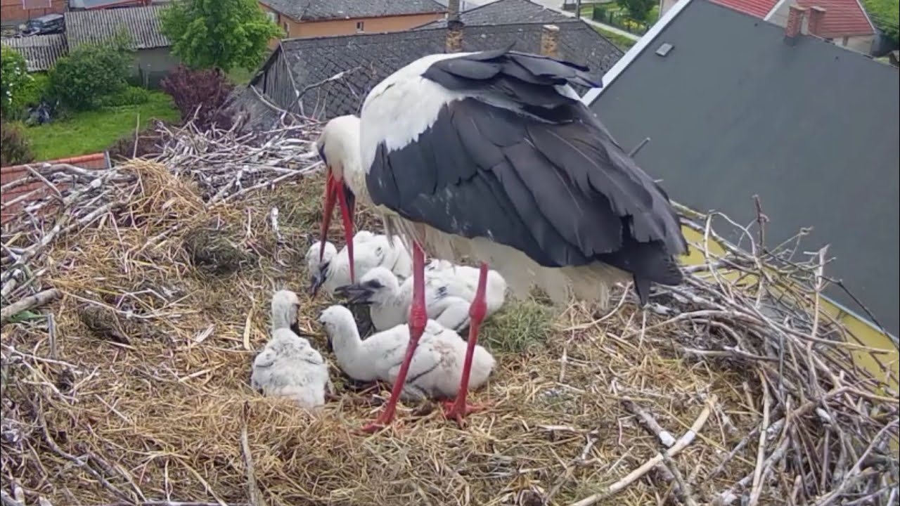 Storks Mom arrives with lunch | White Storks (Hungary) | May 20, 2025 ...