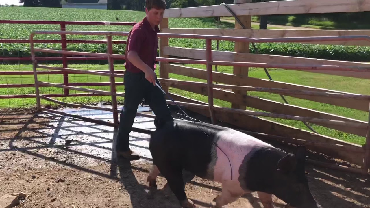 Luke Hog Showmanship 2020 - YouTube