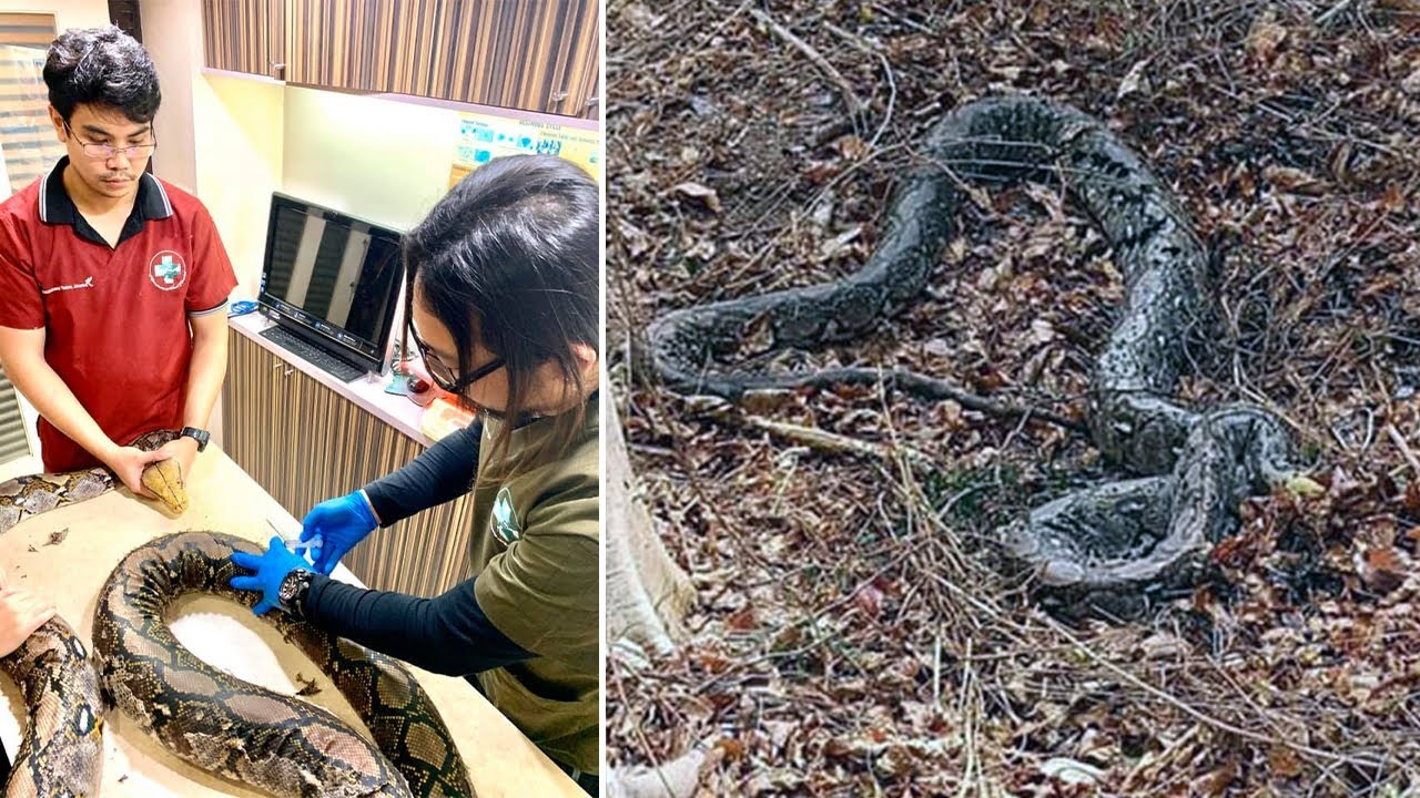 Python Burned In Crop Fires Rescued By Vets - YouTube