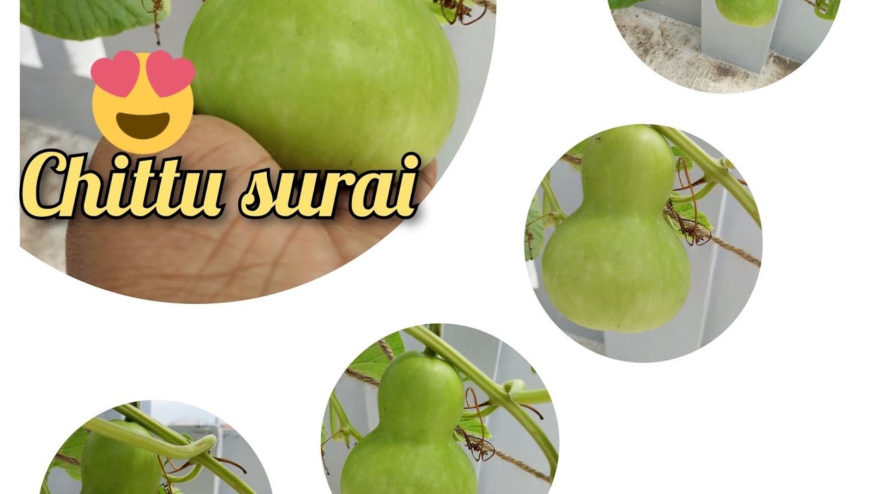 Chittu Surai Growing Tips & Tricks - YouTube