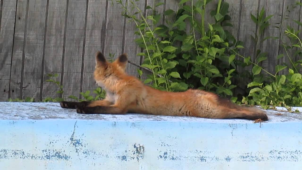 Red fox lounging poolside - YouTube