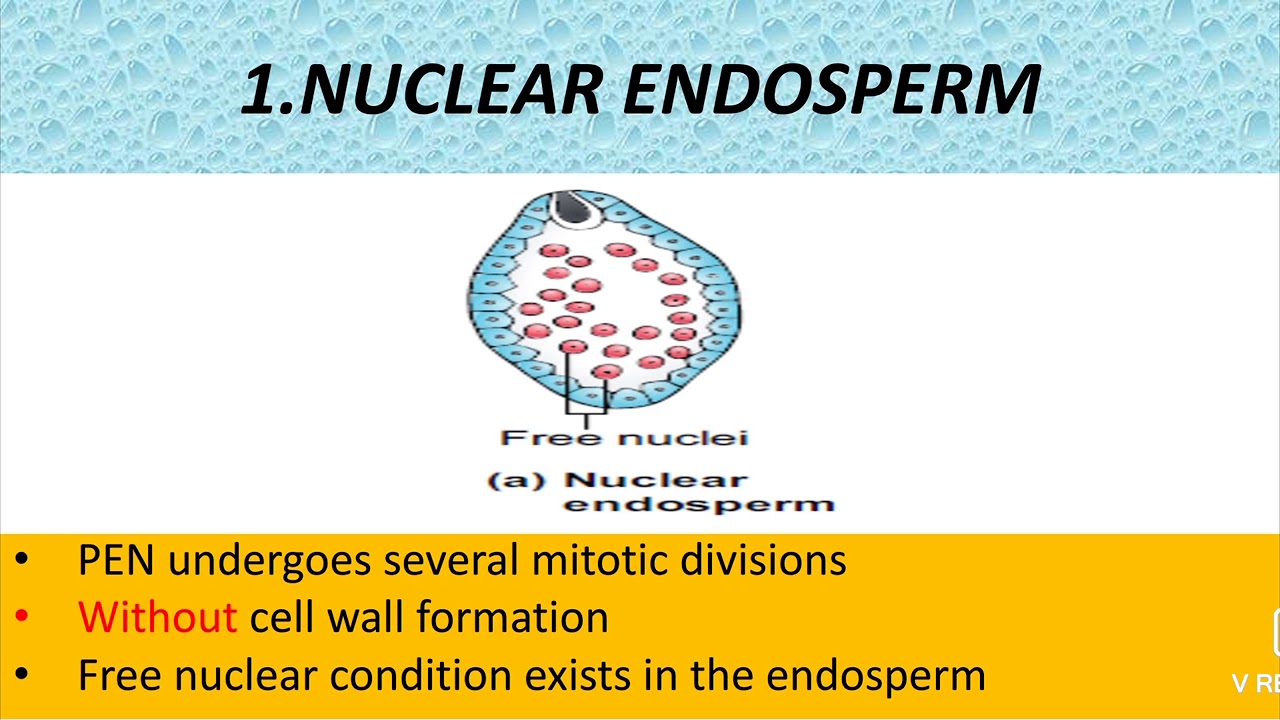 Endosperm and its types - YouTube