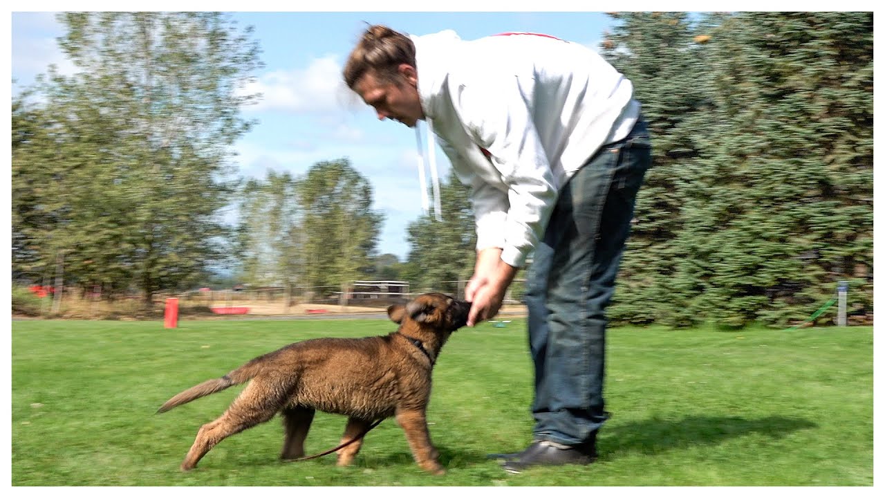 Shaping Behavior! - YouTube