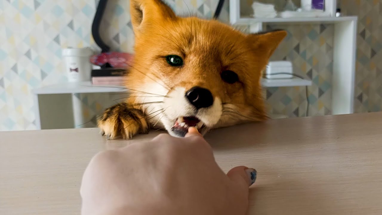 The fox came to bite off my finger - YouTube