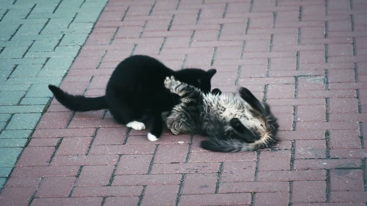 Cats Fighting Sound Effects🐈| ! Cats Meowing and Kittens Meowing ...