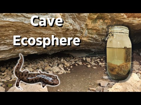 I Built a Living Cave Ecosystem - Here's The Results. - YouTube