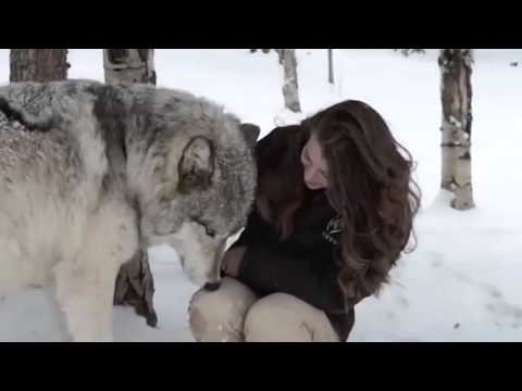 The heartwarming moment Kekoa the giant timber wolf plays with a wildlife worker