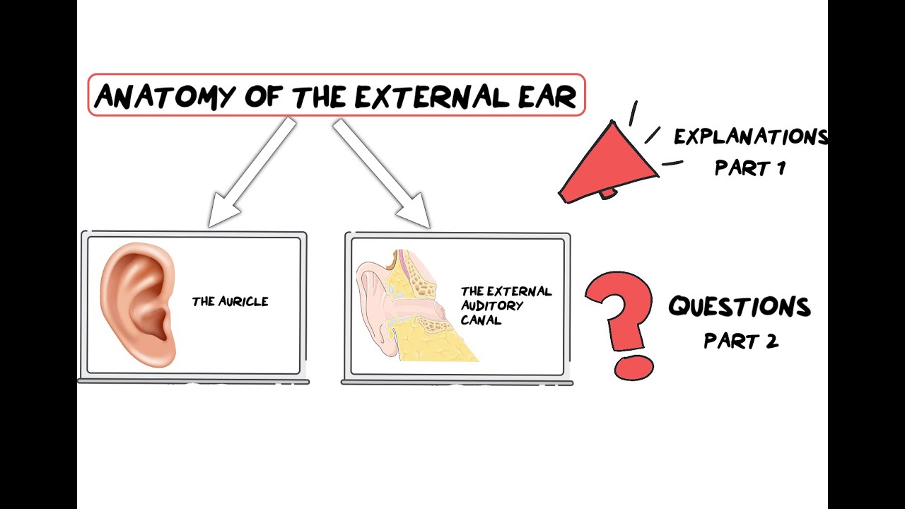 Anatomy of the External Ear | Auricle| External auditory canal ...