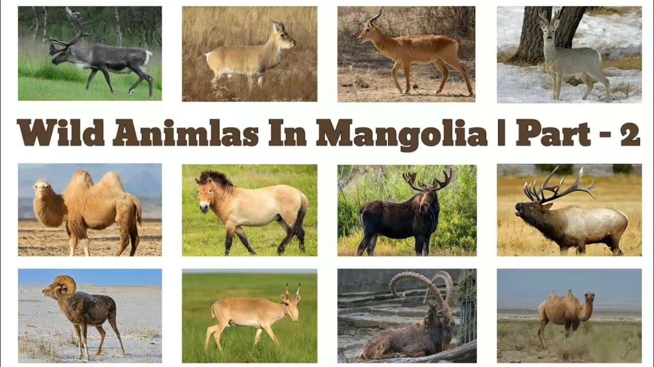 Wild Animals In Mongolia | Part 2 - YouTube
