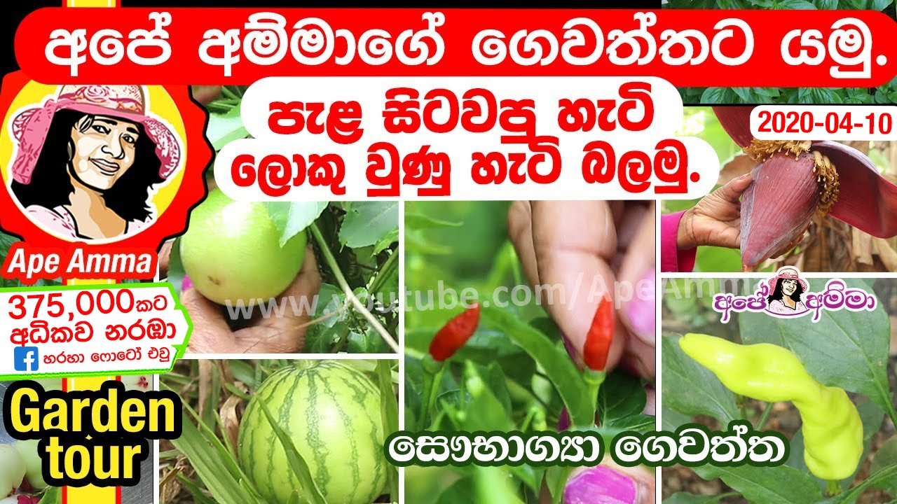 අපේ අම්මාගේ ගෙවත්තට යමු. පැළ සිටවපු හැටි ලොකු වුනු හැටි බලමු. Sawbhaya ...