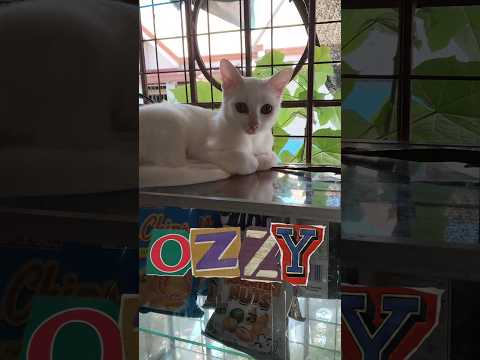 hi! im Ozzy 😺 #cat #catlover #catshorts