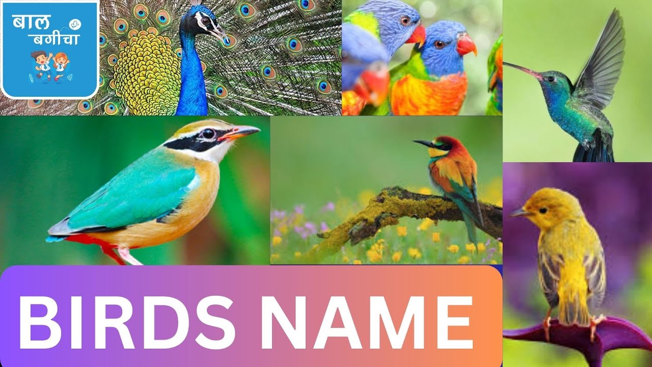 Birds Name | Birds Name in English | Chiriyo ke naam | Chiriyo ke naam ...