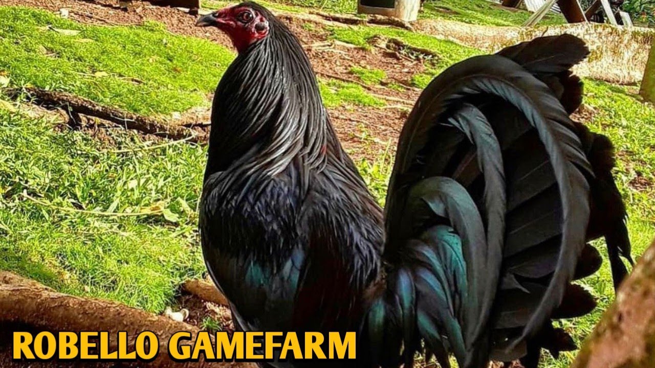 Robello Gamefarm - Hawaii 🐓💥💥 - YouTube