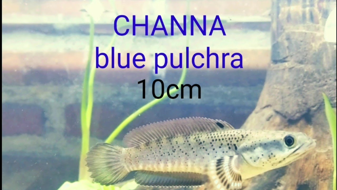 channa blue pulchra full ulat hongkong - YouTube