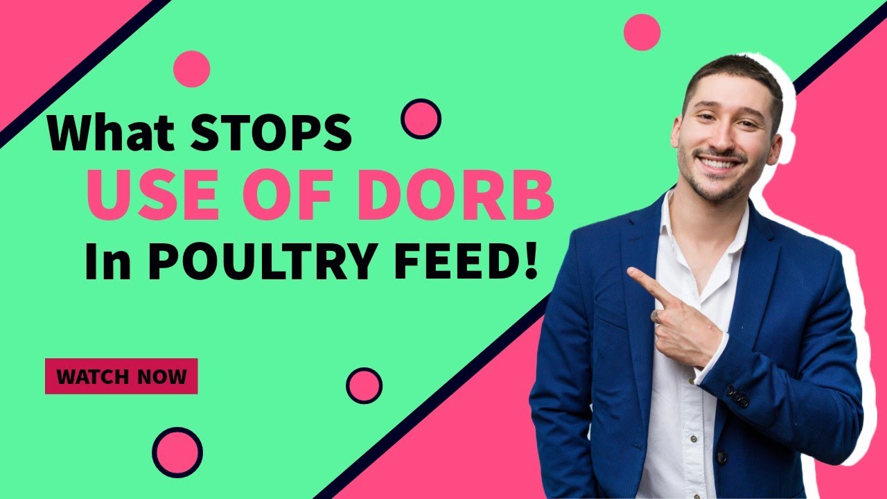 WHY DORB IS USED LESS IN POULTRY! (Hindi) - YouTube