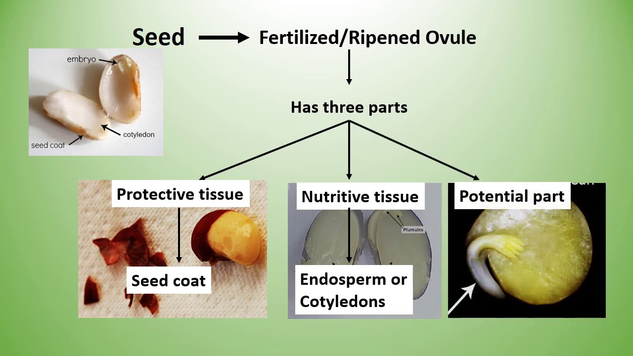 Seed Physiology||Introduction to seed germination - YouTube