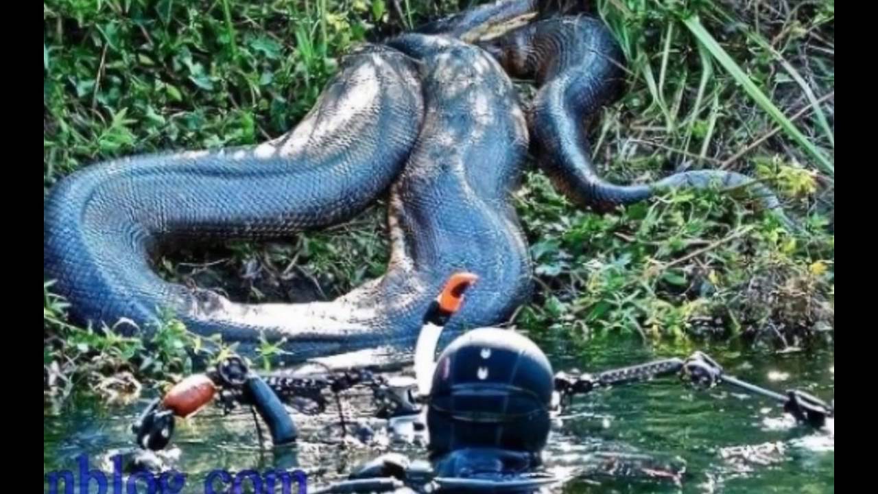 GIANT SNAKE LARGEST SNAKE - YouTube
