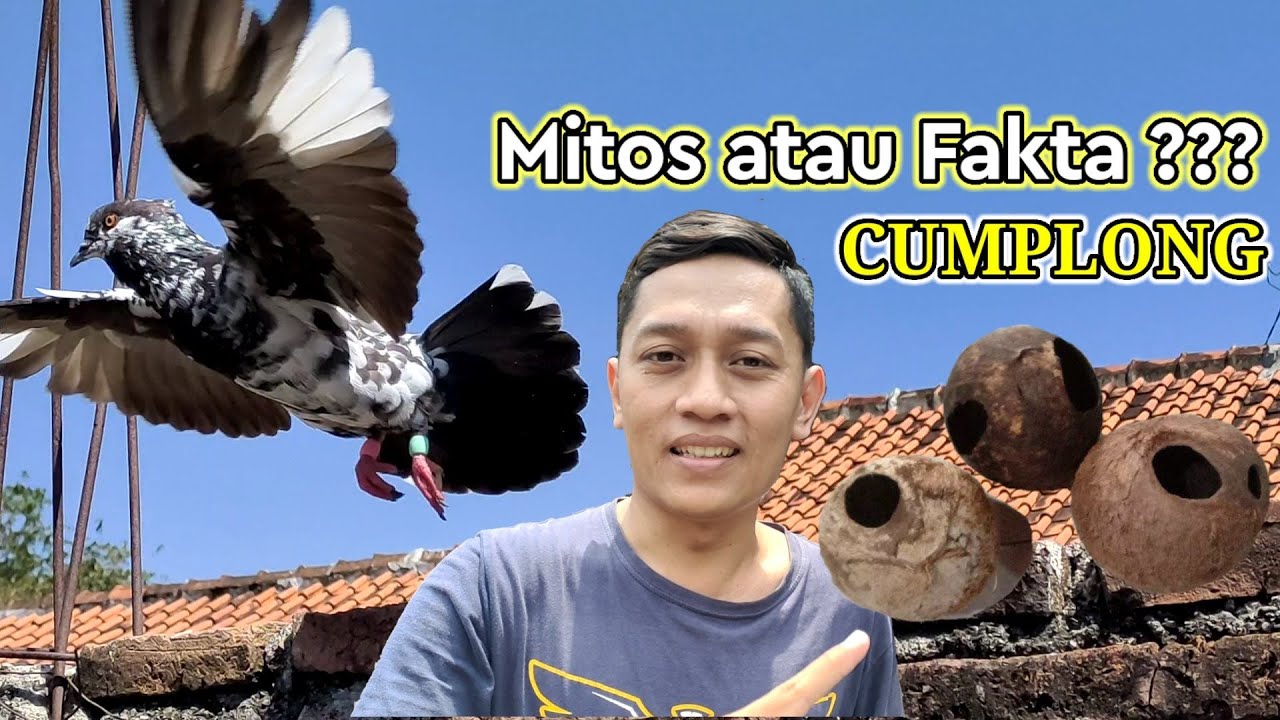 DENGAN BENDA INI BANYAK MERPATI BANDANGAN BERDATANGAN ??? CUMPLONG ...