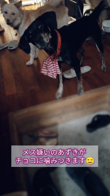 保護して早6年 犬友や妹ができ賑やかな北海道犬After 6years of forster, Azuki has gained dog ...