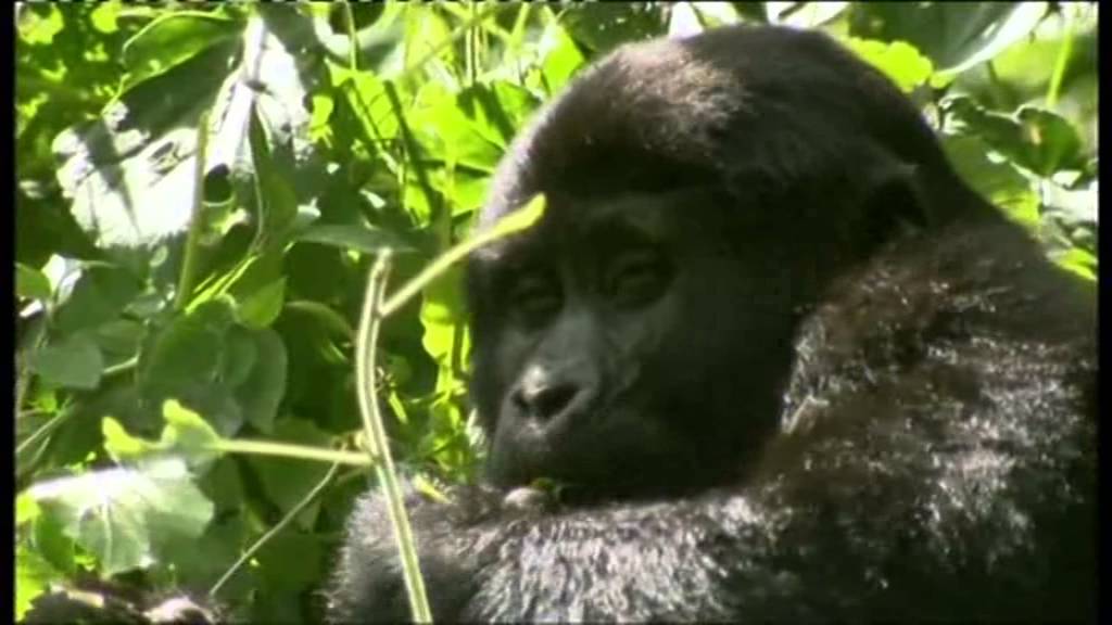 Farting gorillas-gorillas in the wind. - YouTube