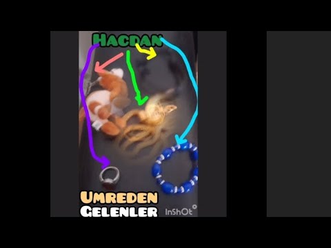 MÜSLÜMAN ARAP TOPRAKLARDAN (UMREDEN) GELEN HEDİYELER