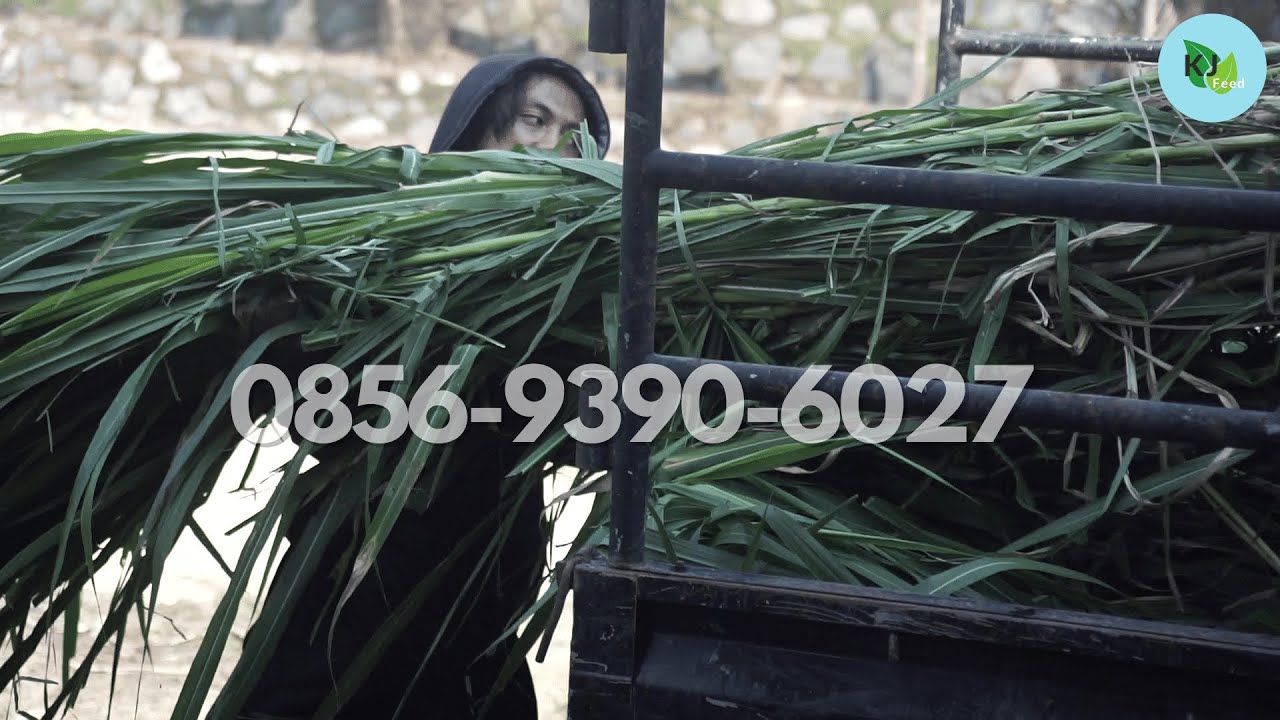 JUAL RUMPUT SEGAR DI JABODETABEK MURAH DAN BERKUALITAS! BB BIOGEN ...