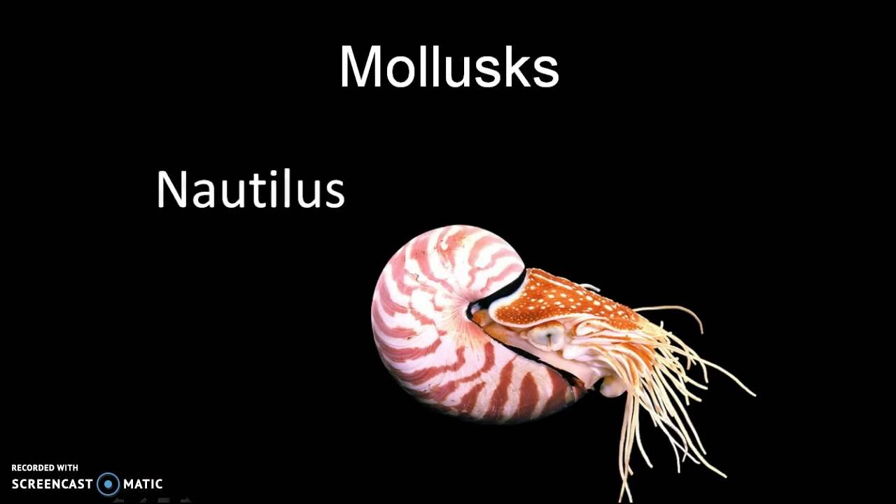 Fractals And Nautilus Shells - YouTube