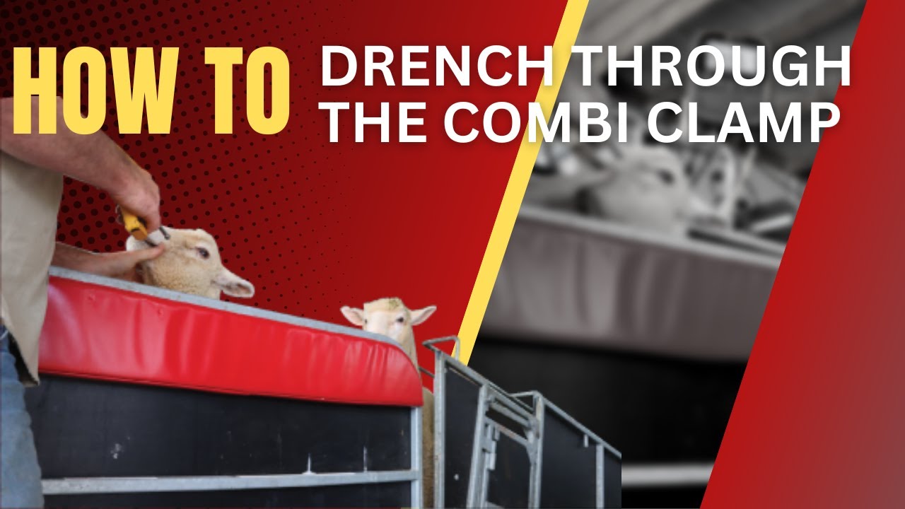HOW TO Drench Through The Combi Clamp Sheep Handler - YouTube