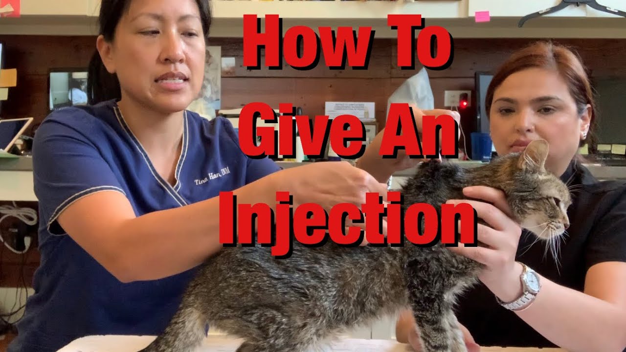 2. How To Give Your Pet A Subcutaneous Injection - YouTube
