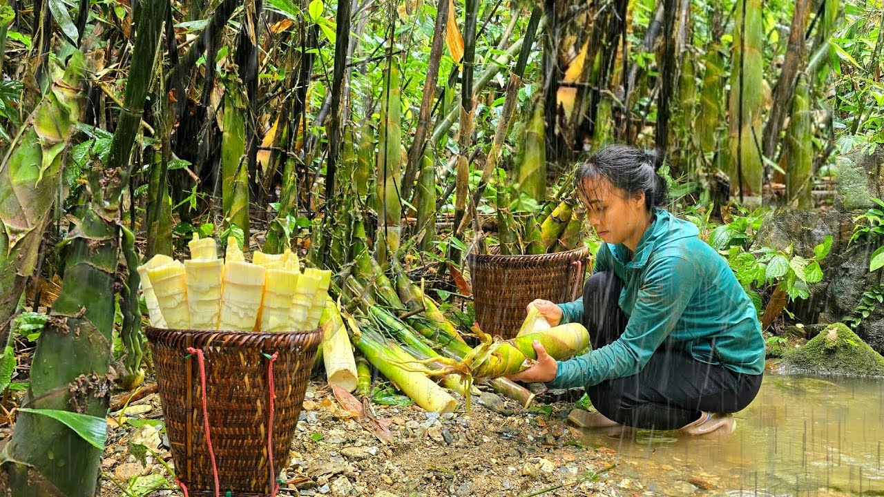 Harvesting bamboo shoots to sell at the market - the daily life of a ...