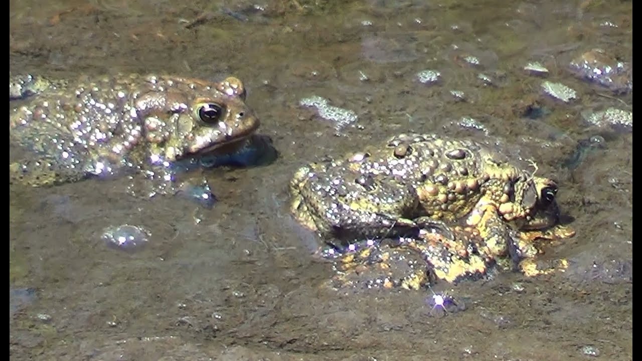 American Toads Vye For Female - YouTube