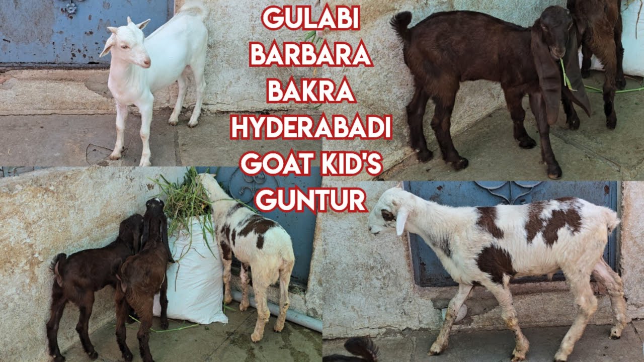 Gulabi barbara bakra hyderabadi goat kid's available in Hyderabad ...