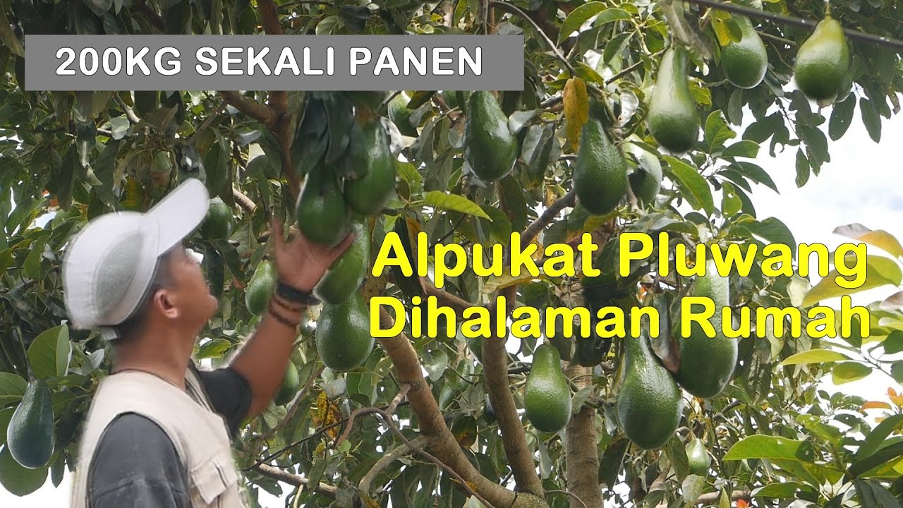 Kisah tentang Sebatang Pohon Alpukat Pluwang di Halaman Rumah - YouTube