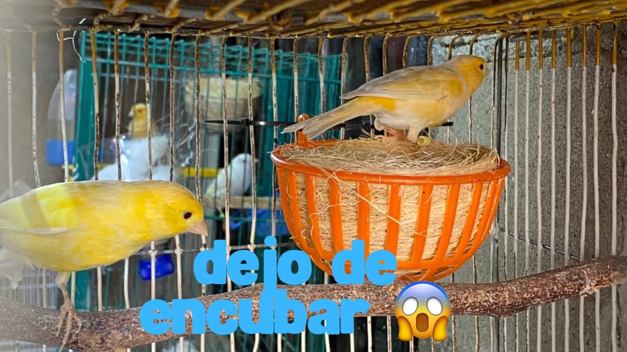 Que pasa si mi canario deja de encubar los huevos ?🤔 - YouTube