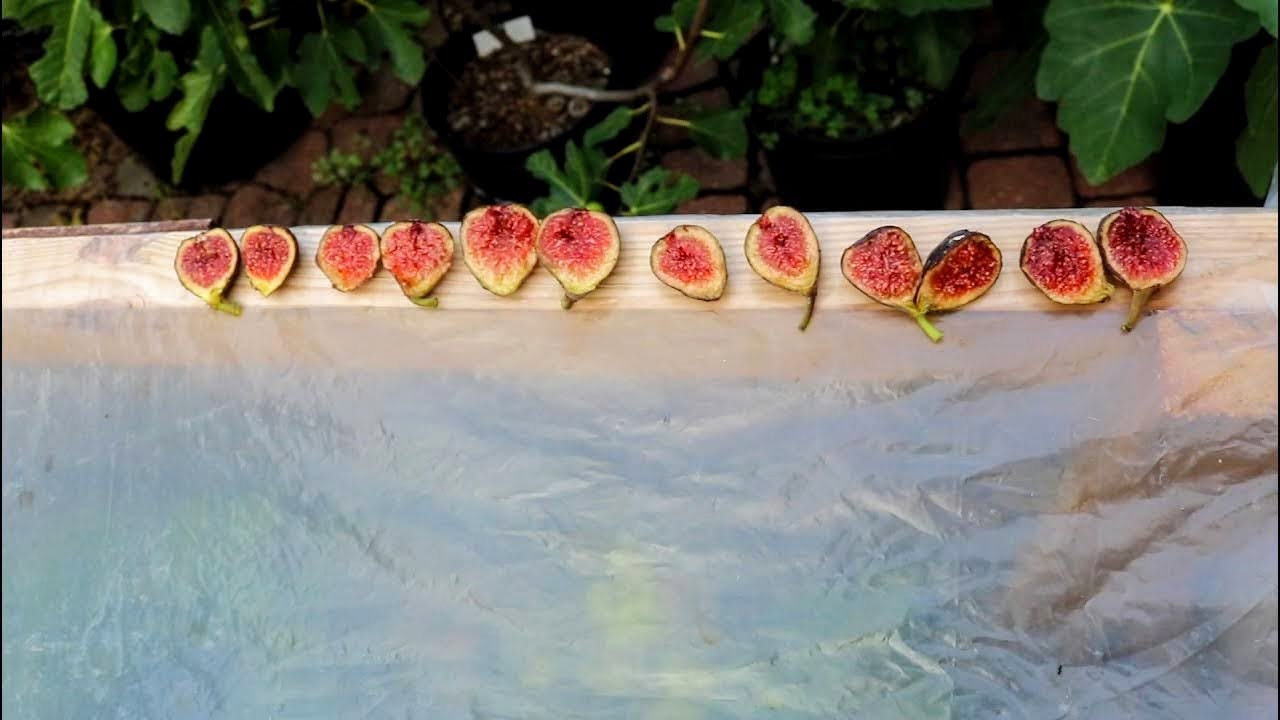 Comparing "named" Hardy Chicago Figs - YouTube