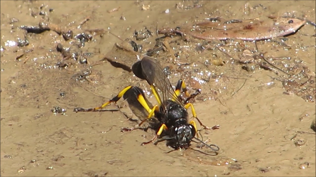 Sceliphron spirifex wasp collects mud for its nest - Cyprus - YouTube