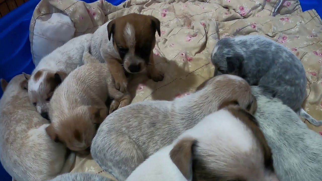 23 Days Old Puppies Australia Miniature Cattle Dog first teething ...