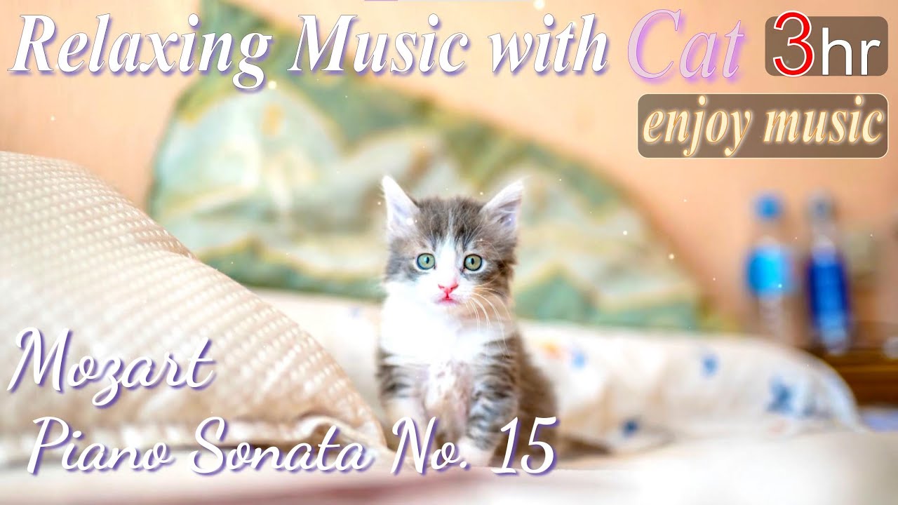 【Classical Piano Music with Cat】Soothing, Calming, Relaxing BGM 【Mozart ...
