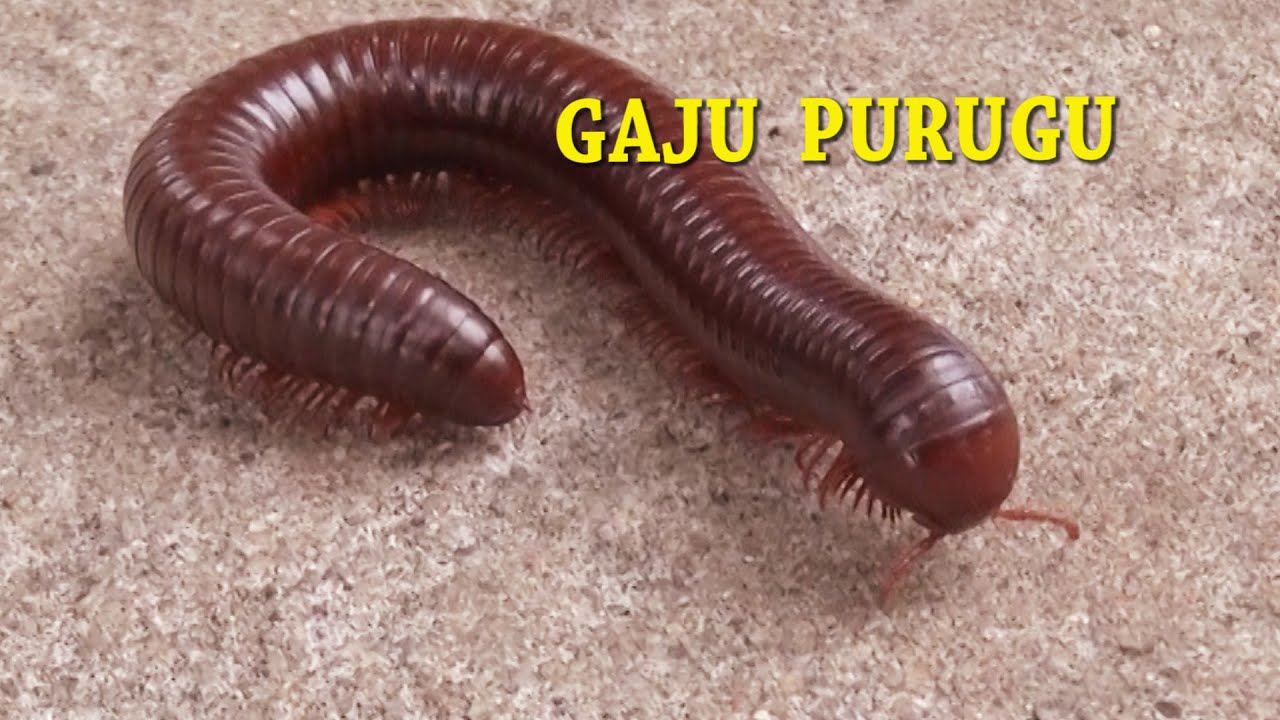 GAJU PURUGU -CENTIPEDE-ROUND MOTH-LOOKS BEAUTIFUL - YouTube