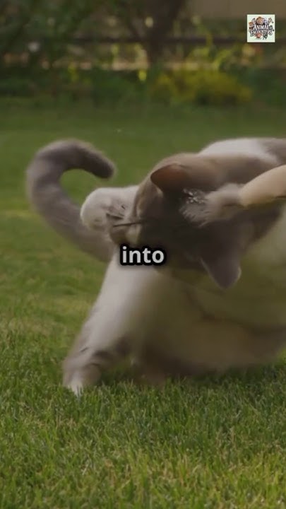 How Long Should Cats Play With Catnip? Here’s What You Need to Know 🌿🐱 - YouTube