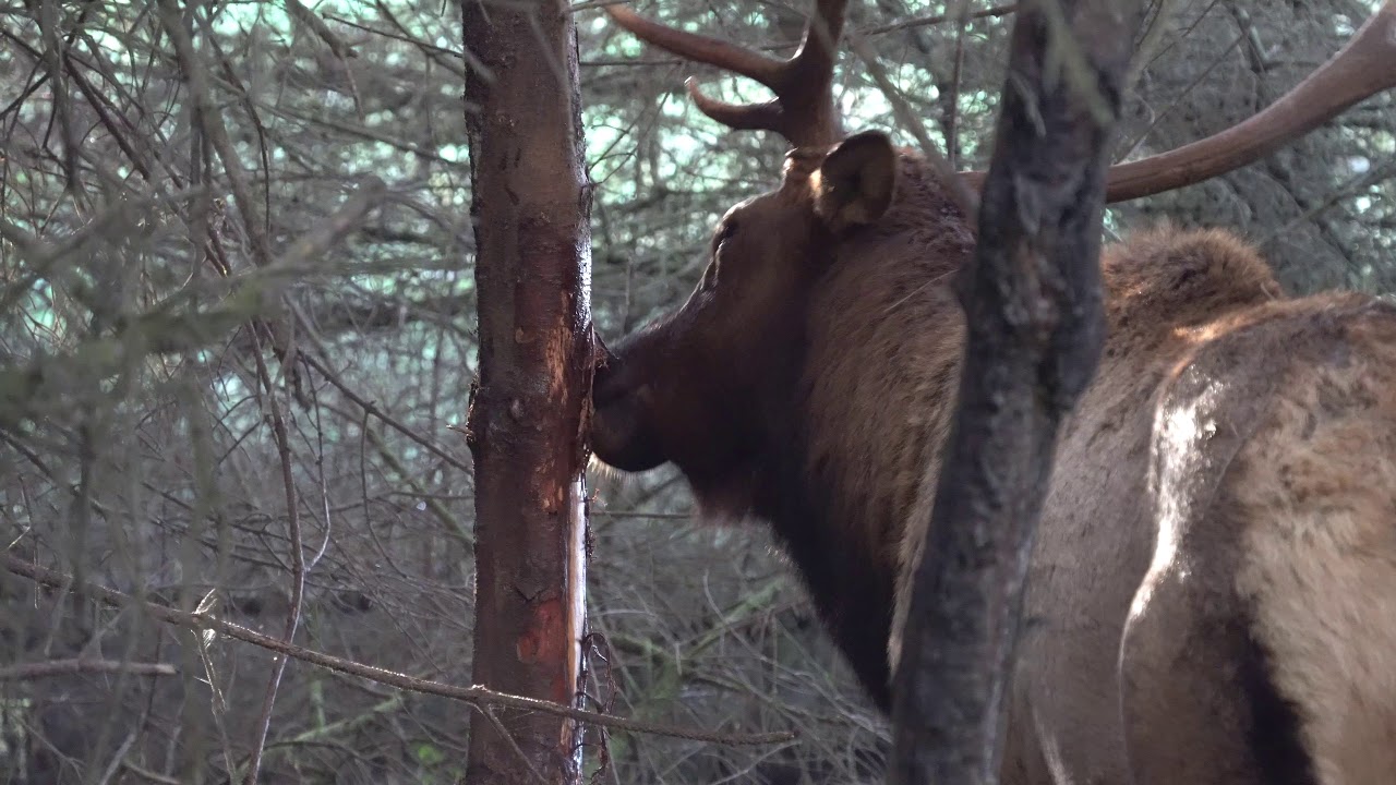 Roosevelt Elk Rubbing a Tree During Mating Season in Redwoods National ...