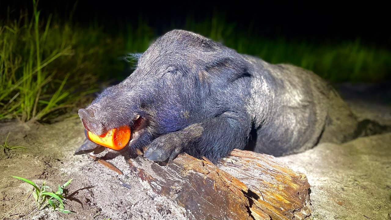 Hog Vs Tannerite Big explosion #short - YouTube