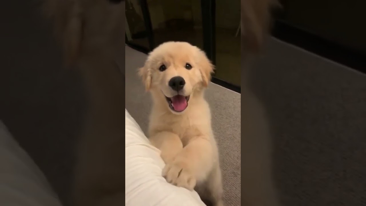 Cute Floofy Puppy | Pet me Please! 🥺🥺 - YouTube