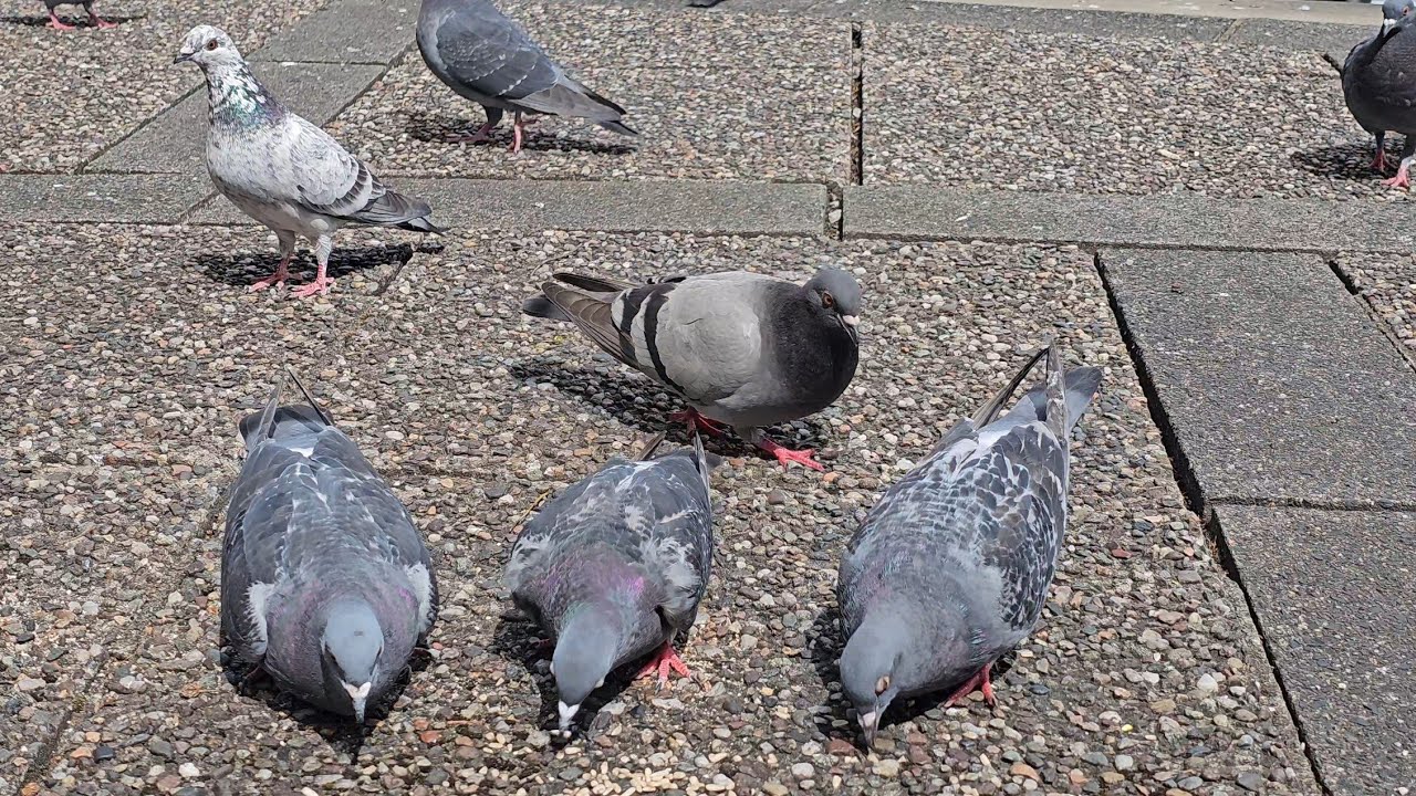 Hungry Pigeons Eating in Edinburgh City Centre, Scotland 🤍🕊️ - YouTube