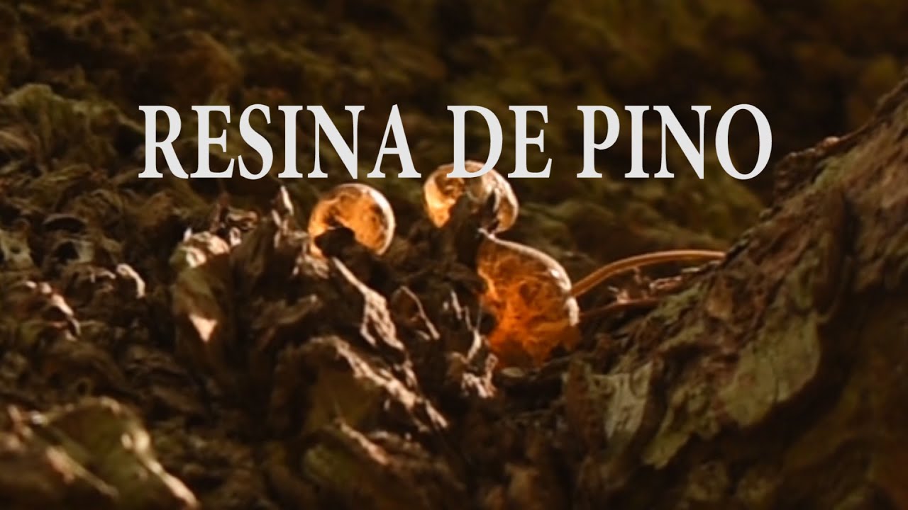 BREA VEGETAL A PARTIR DE RESINA DE PINO + (LIJA NATURAL CON EQUISETUM ...