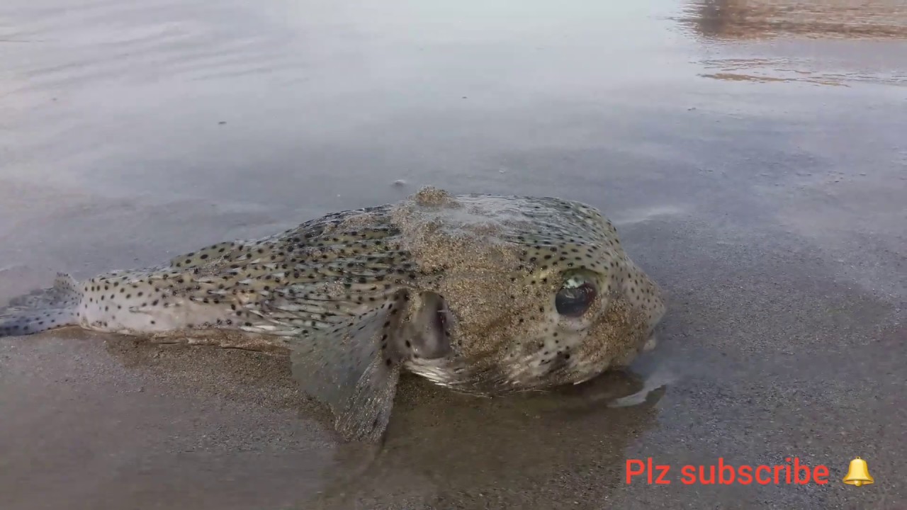 .The fish called " Katu Theppaya " which was ashored. - YouTube