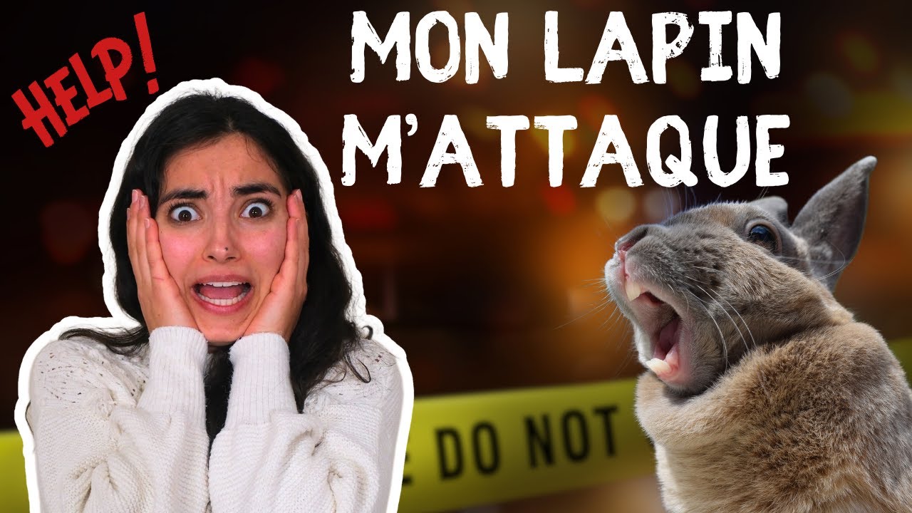 😱 AU SECOURS mon LAPIN me MORD ! 🥺(Pas de panique) - YouTube
