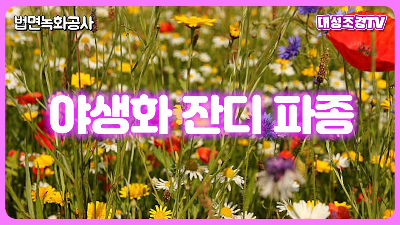 씨드스프레이 시드스프레이 야생화씨앗파종 잔디씨앗파종 씨앗뿌리기 잔디씨앗뿌리기 법면녹화 대성조경 Youtube